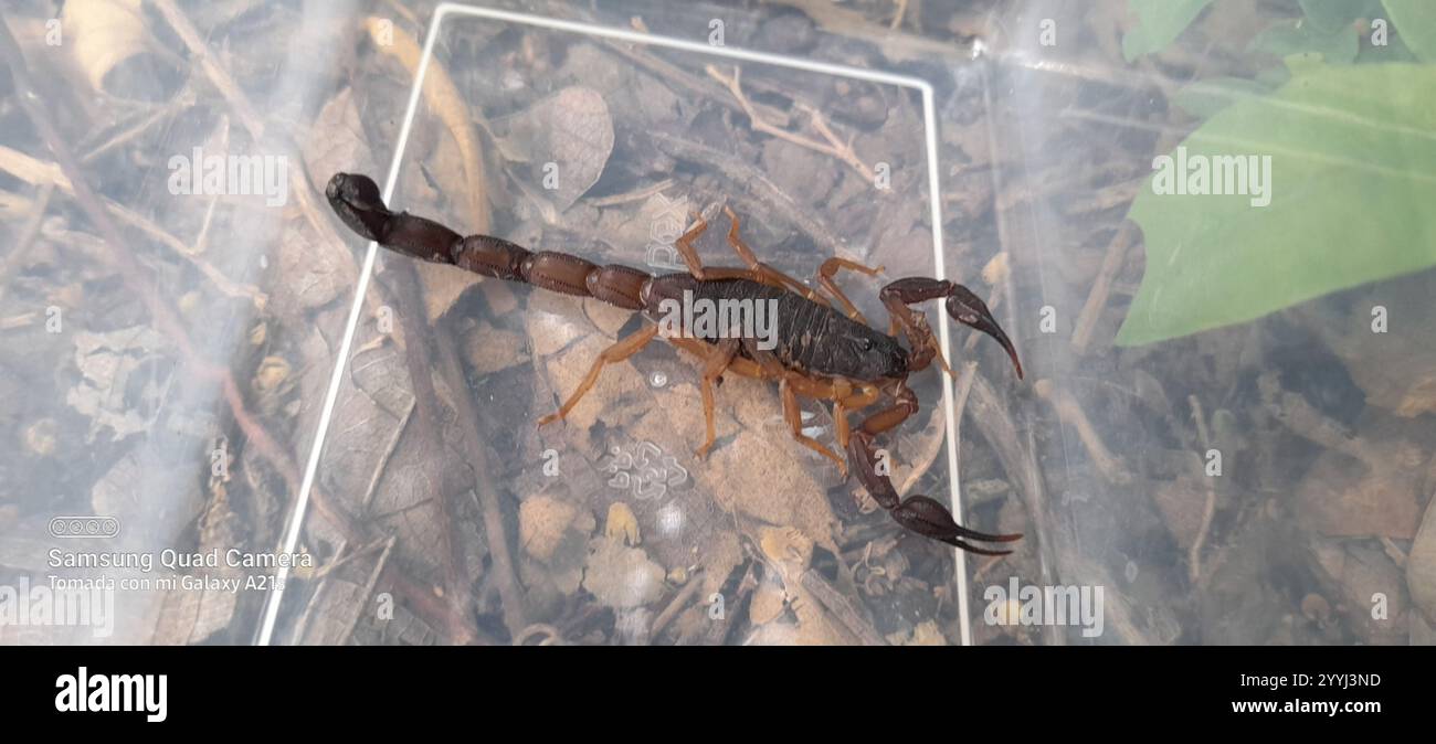 Slender Brown Scorpion (Centruroides gracilis Stock Photo - Alamy
