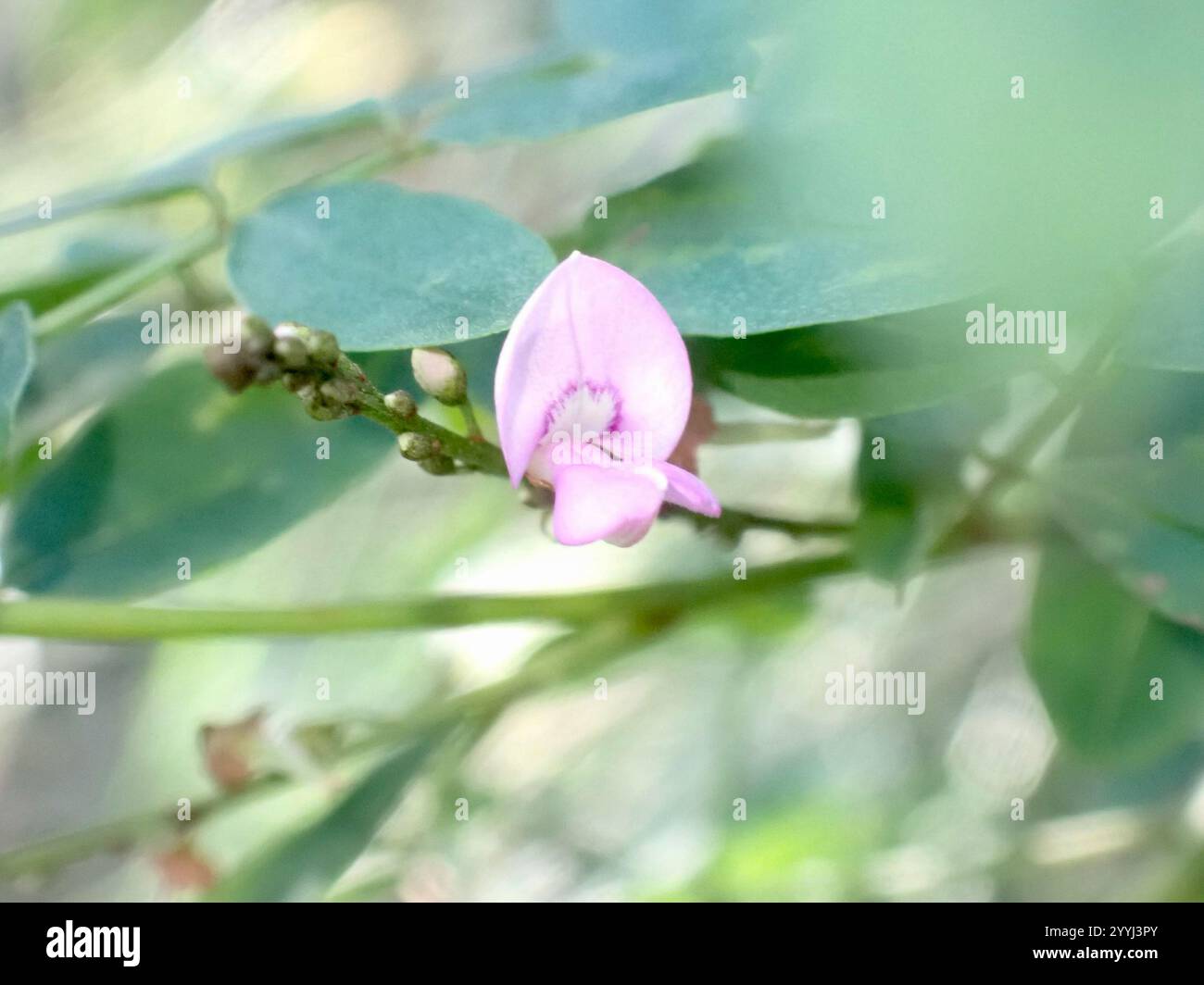 Australian Indigo (Indigofera australis Stock Photo - Alamy