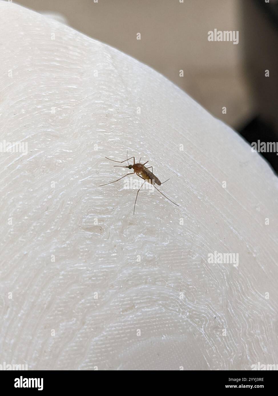 Culicine hi-res stock photography and images - Alamy