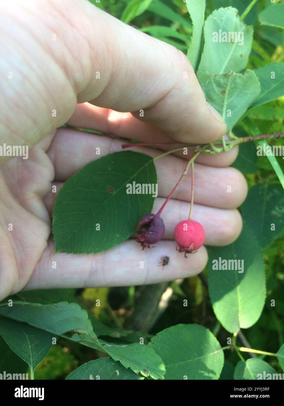 Running Serviceberry (Amelanchier stolonifera Stock Photo - Alamy