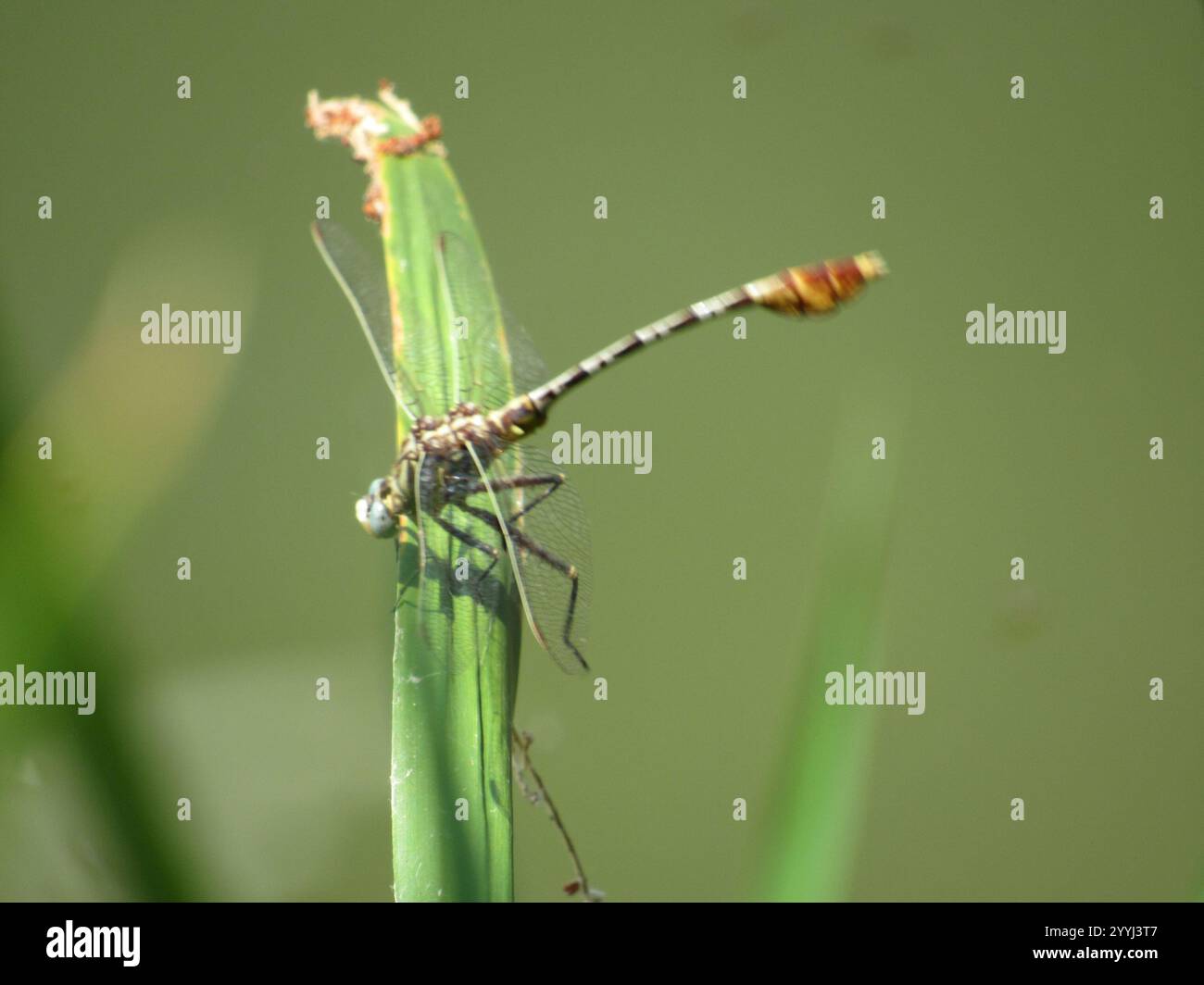 Flag-tailed Spinyleg (Dromogomphus spoliatus Stock Photo - Alamy