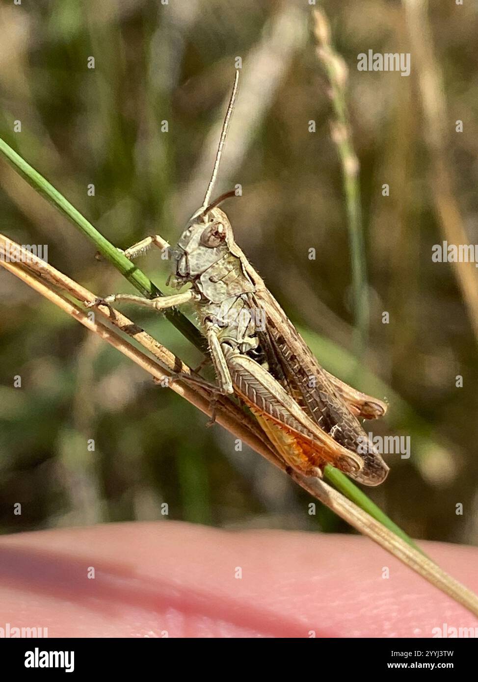 Common Field Grasshopper (Chorthippus brunneus Stock Photo - Alamy