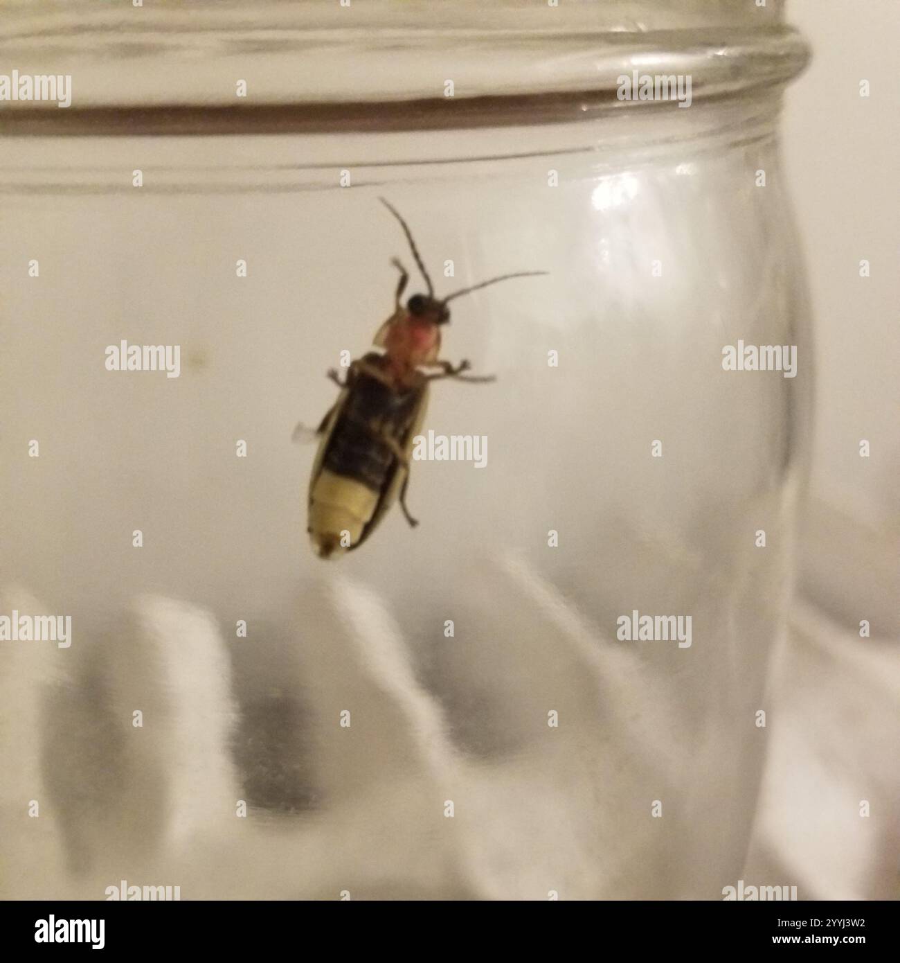 Common Eastern Firefly (Photinus pyralis Stock Photo - Alamy