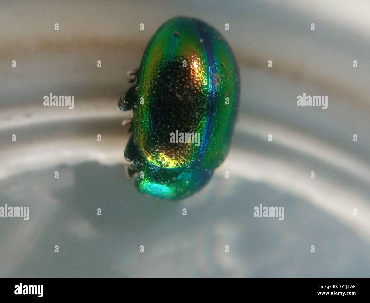 Dead-nettle Leaf Beetle (Fasta fastuosa Stock Photo - Alamy