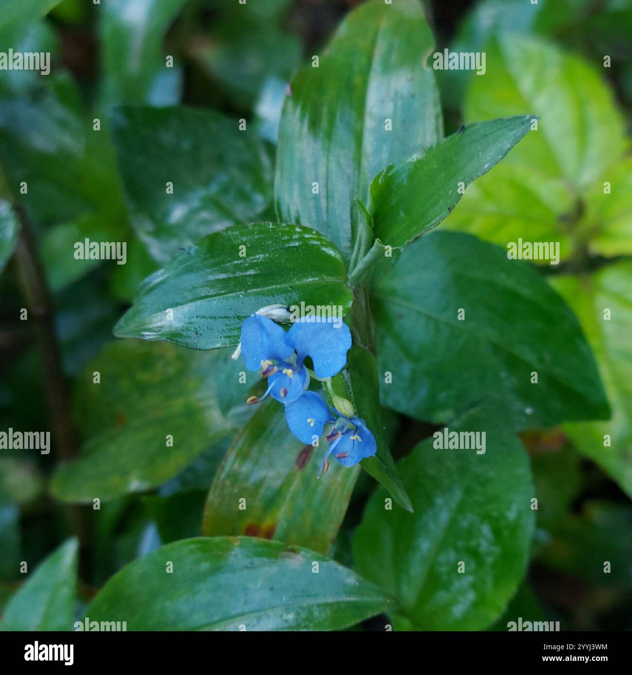 climbing dayflower (Commelina diffusa Stock Photo - Alamy