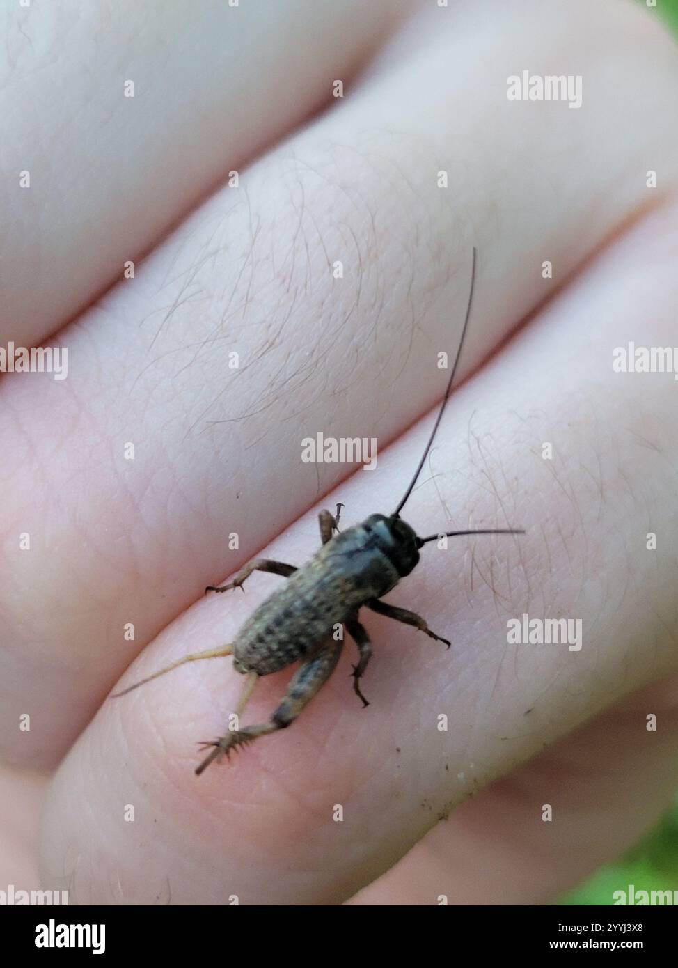 Eastern Trilling Cricket (Gryllus rubens Stock Photo - Alamy