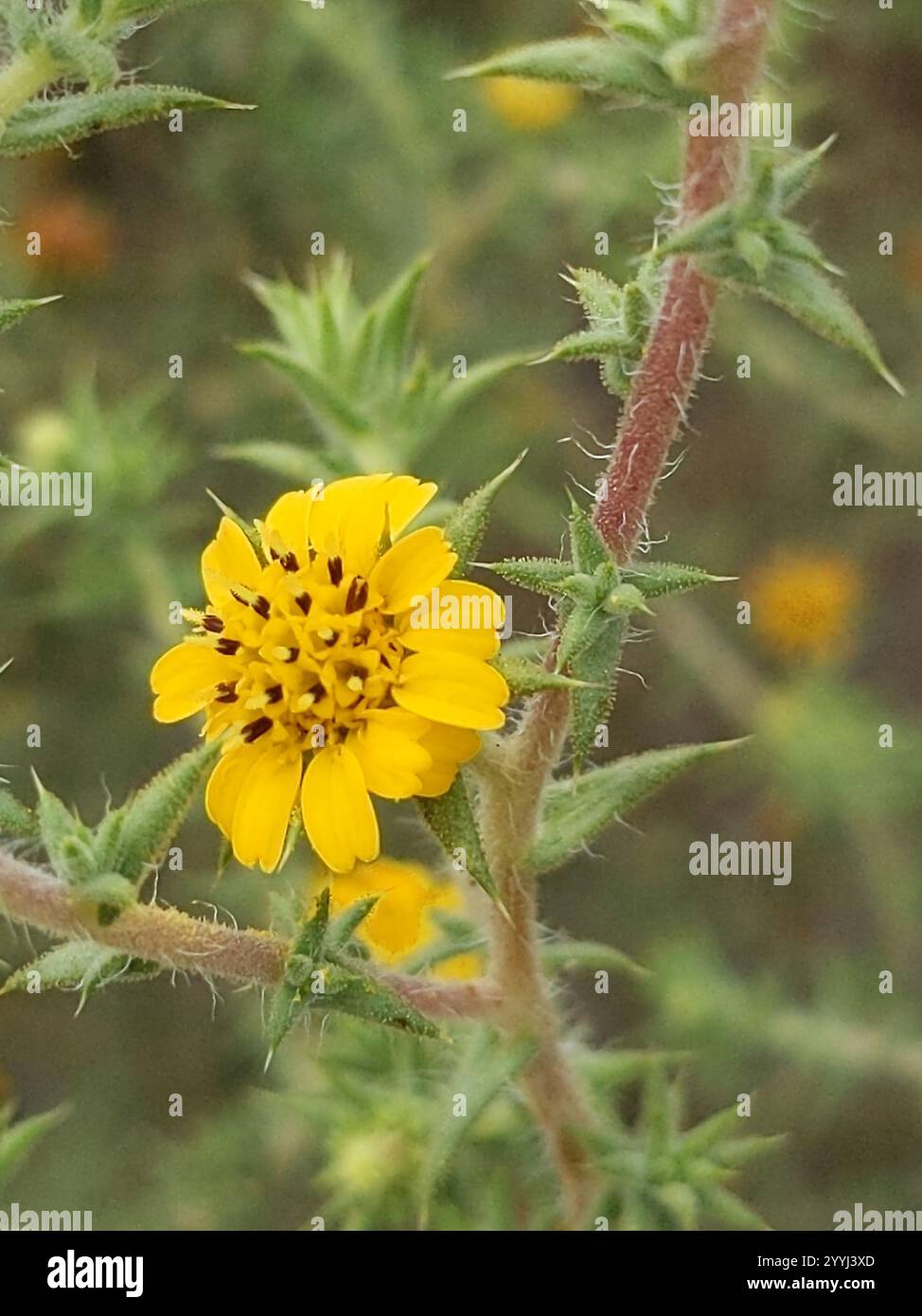 southern tarplant (Centromadia parryi australis Stock Photo - Alamy