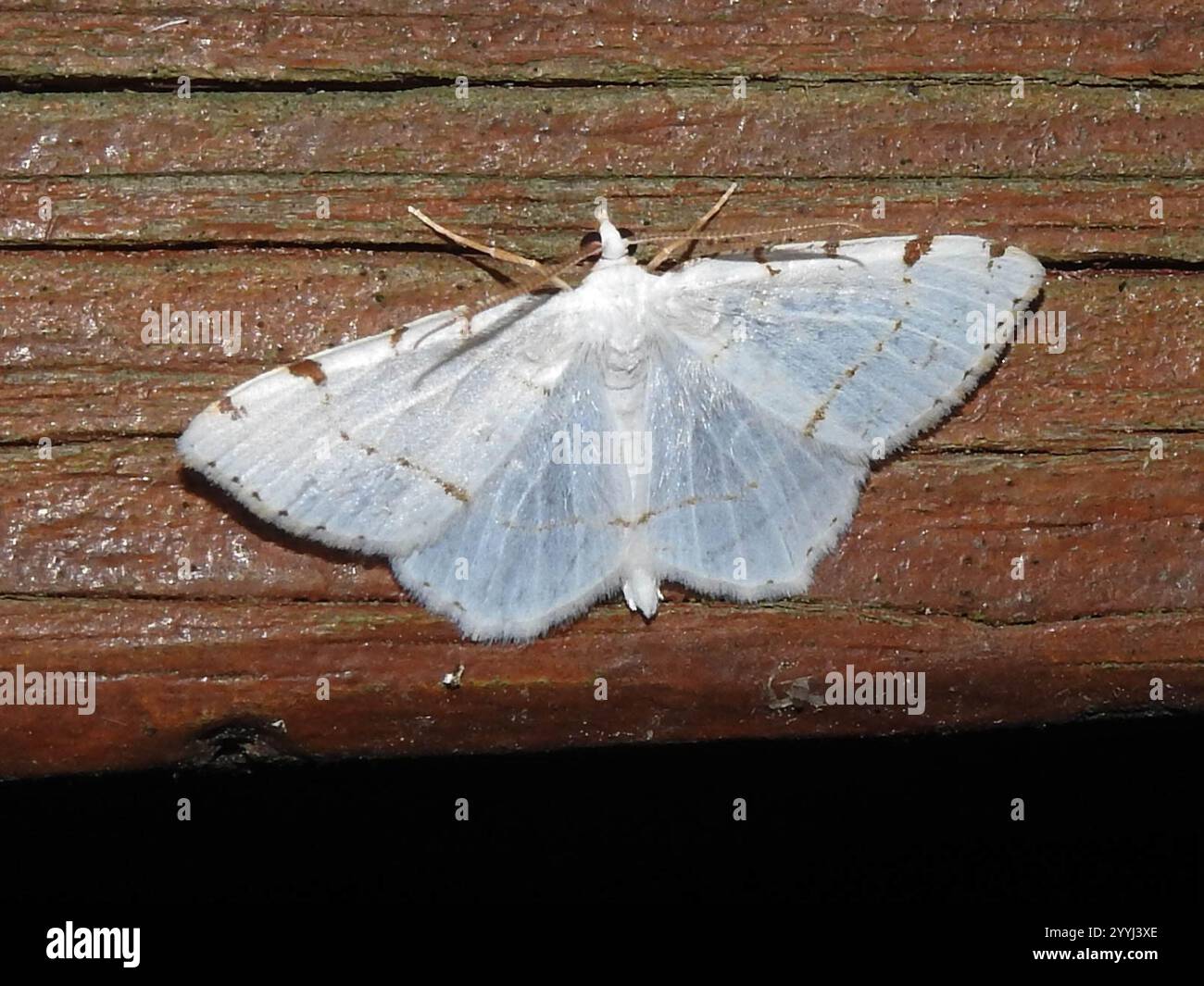 Lesser Maple Spanworm Moth (Macaria pustularia Stock Photo - Alamy