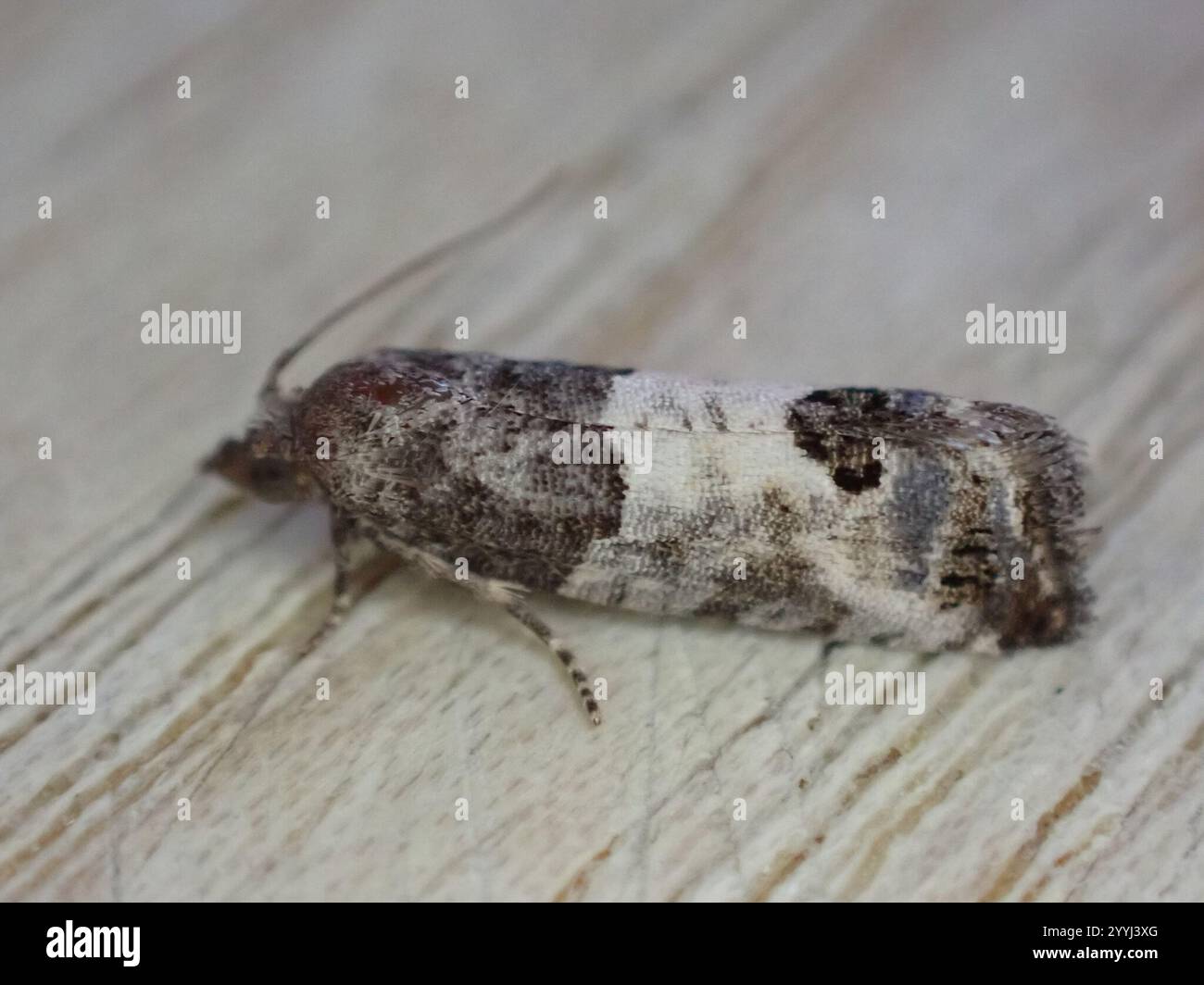 Spilonota hi-res stock photography and images - Alamy