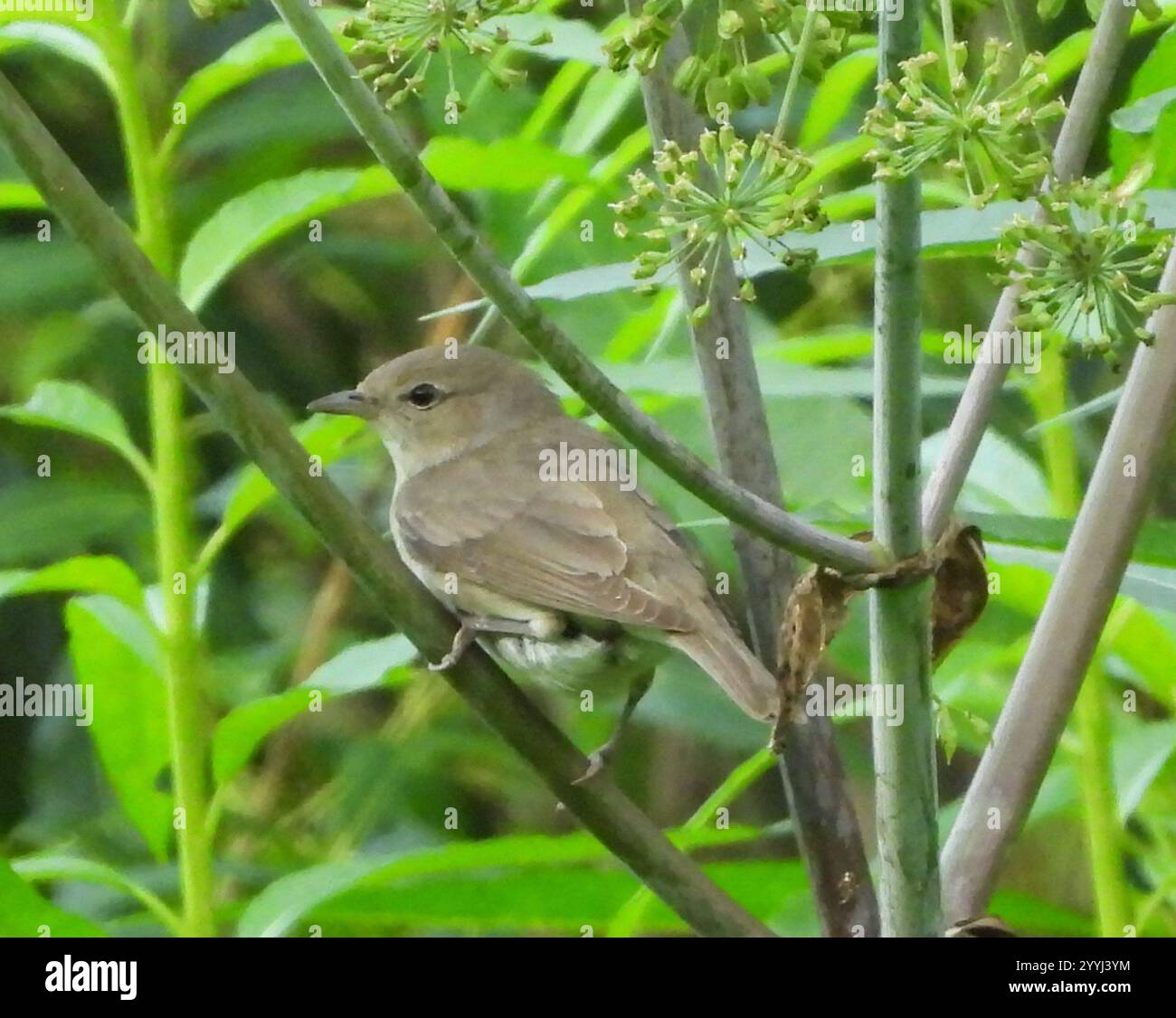 Garden Warbler (Sylvia borin Stock Photo - Alamy