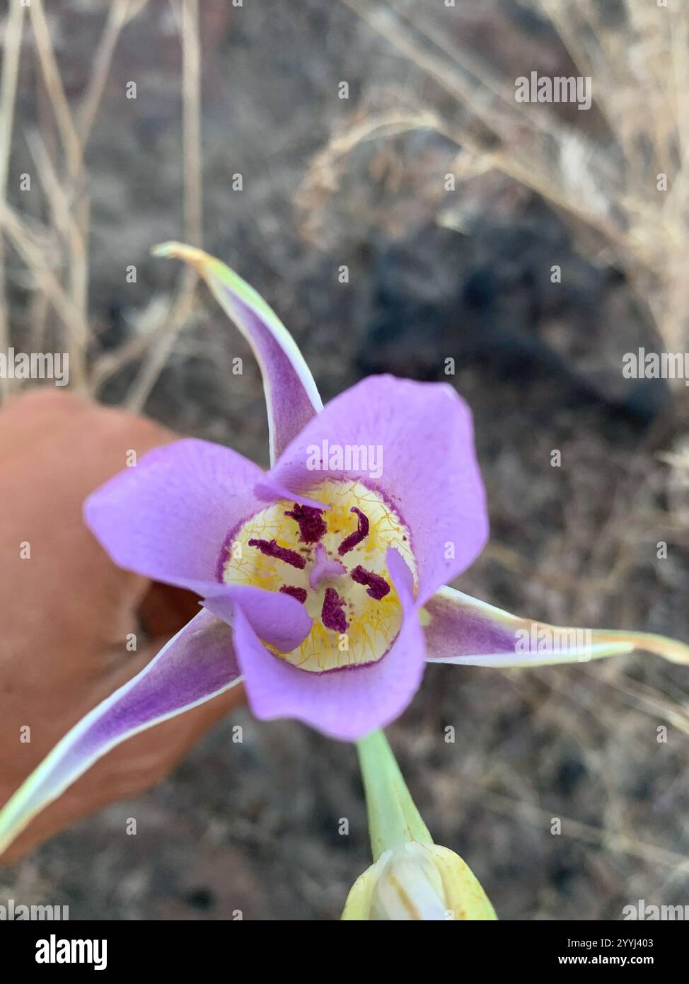 Sagebrush Mariposa Lily (Calochortus macrocarpus Stock Photo - Alamy