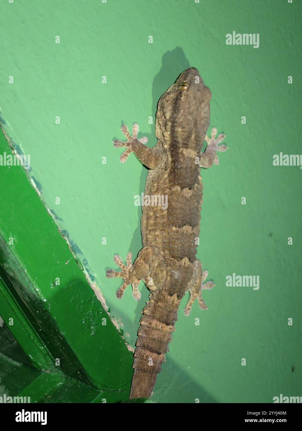 Senegambian hi-res stock photography and images - Alamy