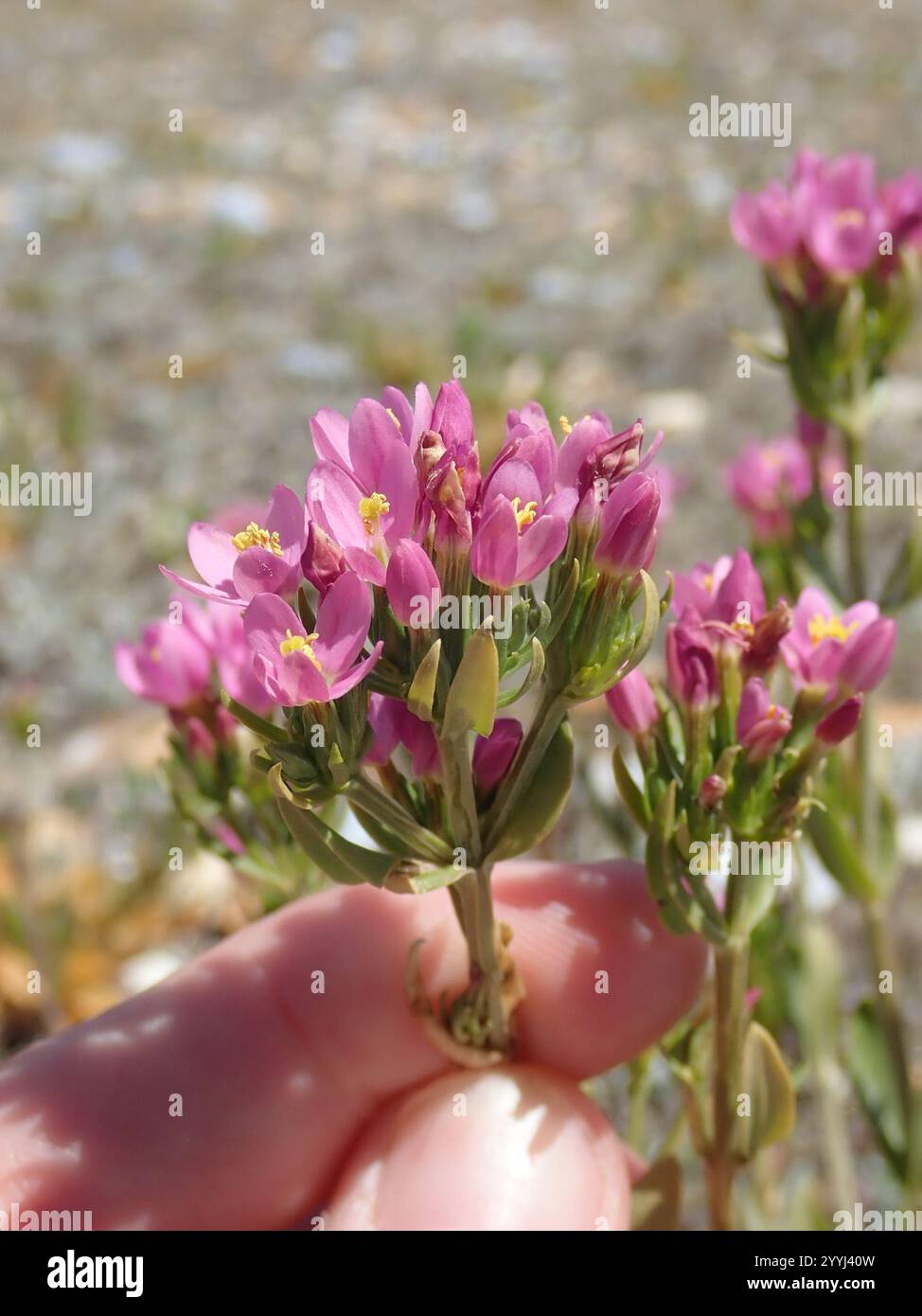 Common centaury (Centaurium erythraea Stock Photo - Alamy