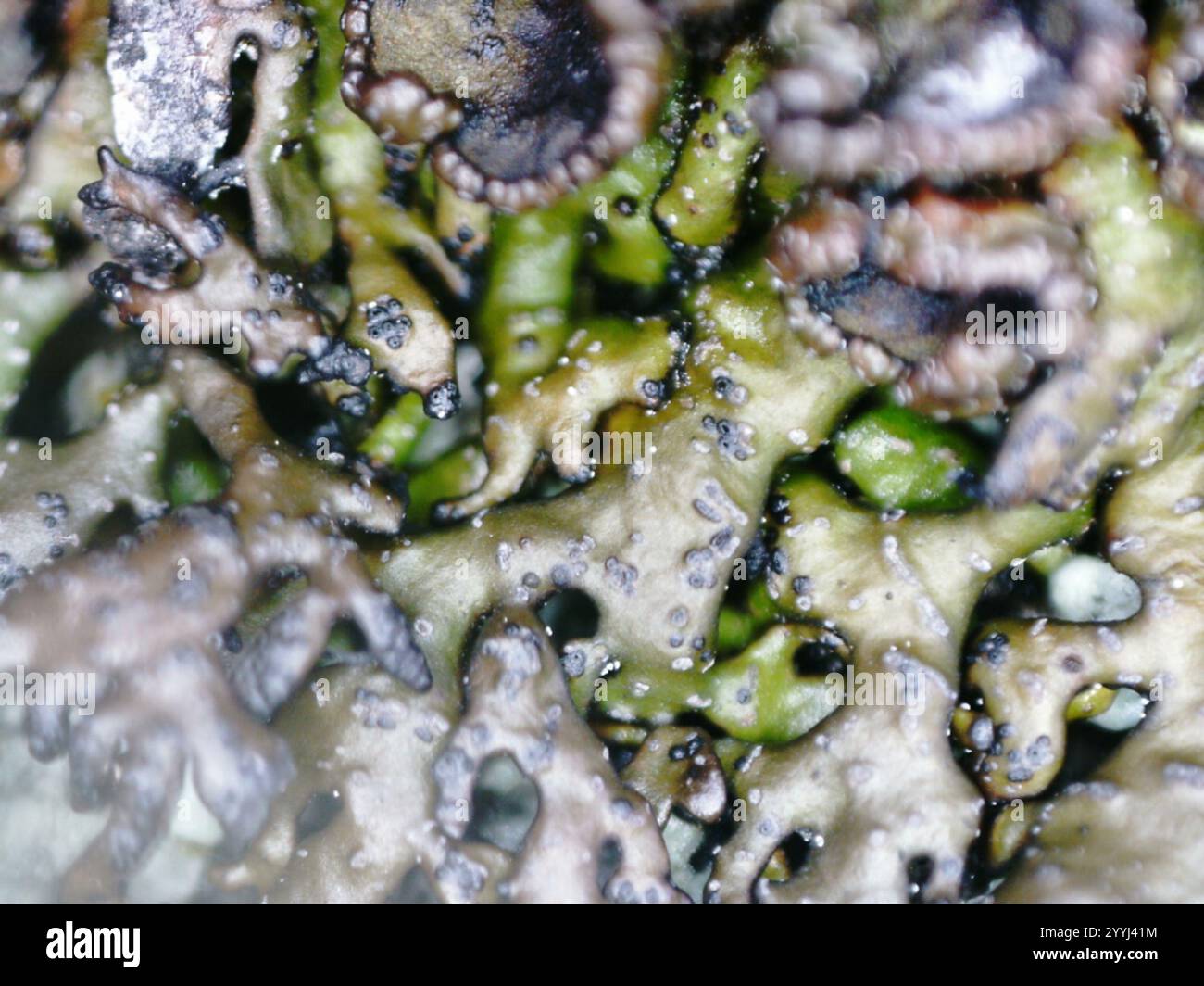 Stygian Black-parmelia (Melanelia stygia Stock Photo - Alamy