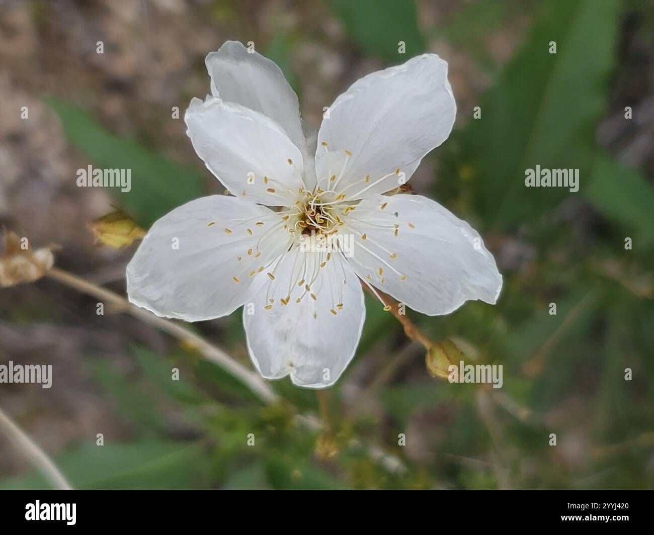 Apache plume (Fallugia paradoxa Stock Photo - Alamy