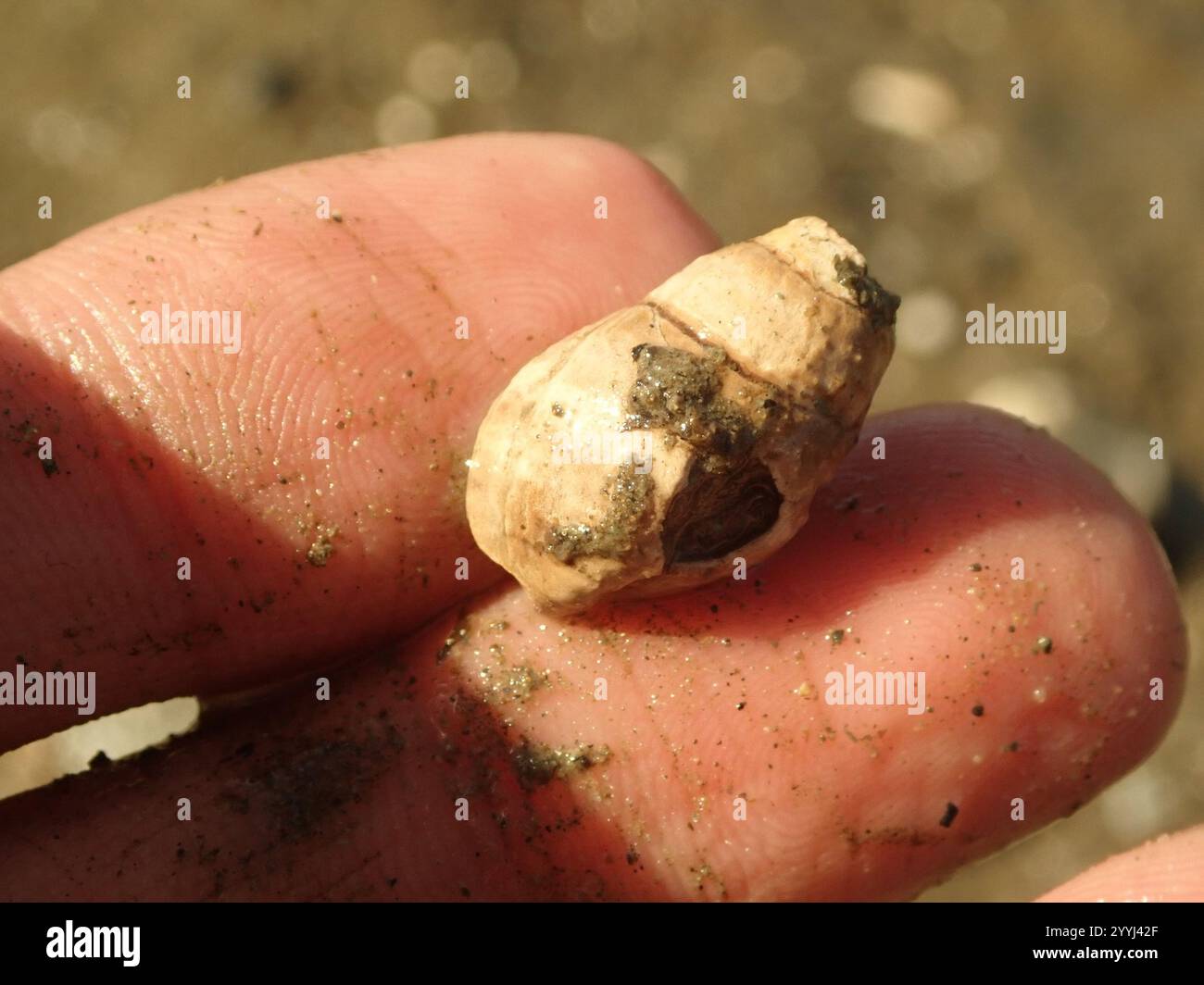 Eastern Mudsnail (Ilyanassa obsoleta Stock Photo - Alamy