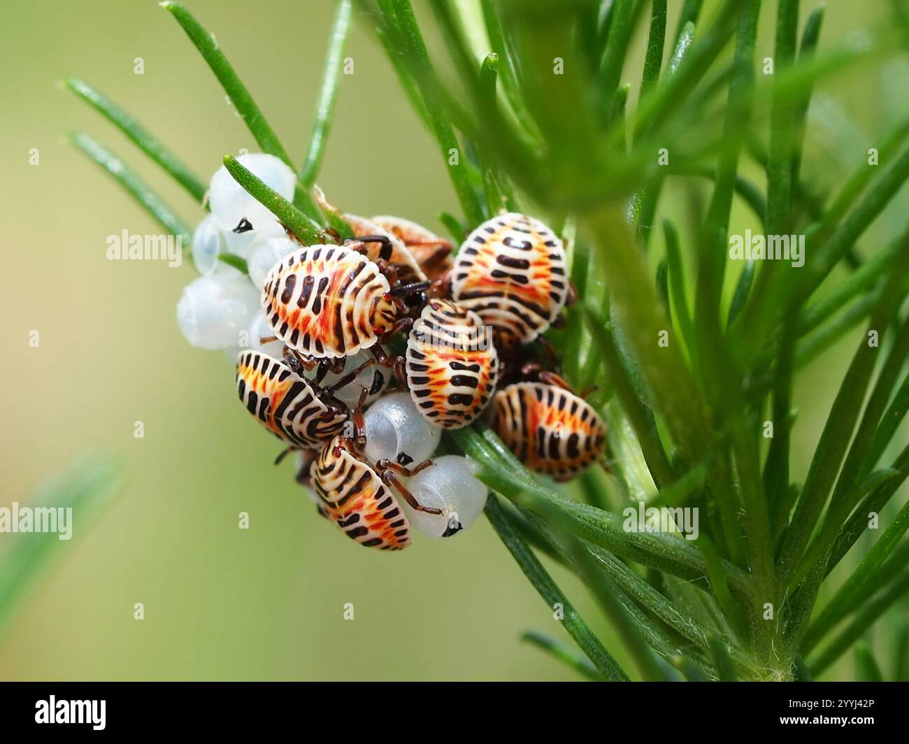 Yellow-spotted Stink Bug (Erthesina fullo Stock Photo - Alamy