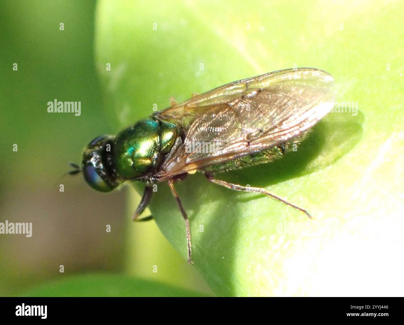 Broad Centurion Fly (Chloromyia formosa Stock Photo - Alamy