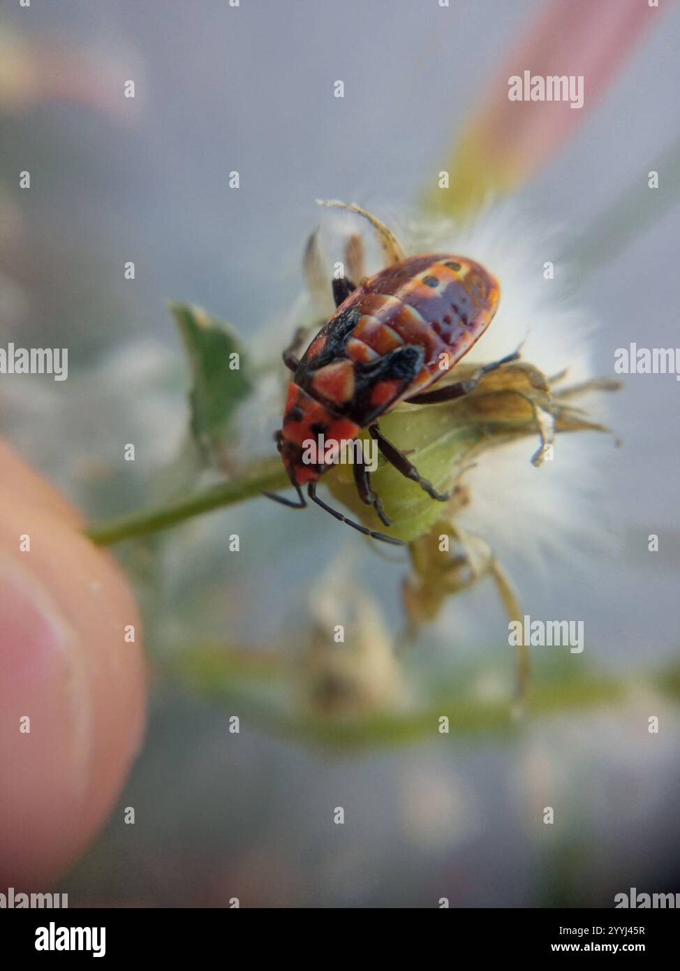 Indian Milkweed Bug (Spilostethus pandurus Stock Photo - Alamy