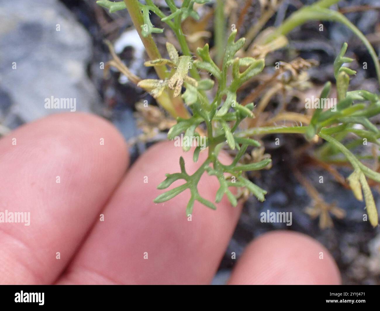 cut-leaf fleabane (Erigeron compositus Stock Photo - Alamy