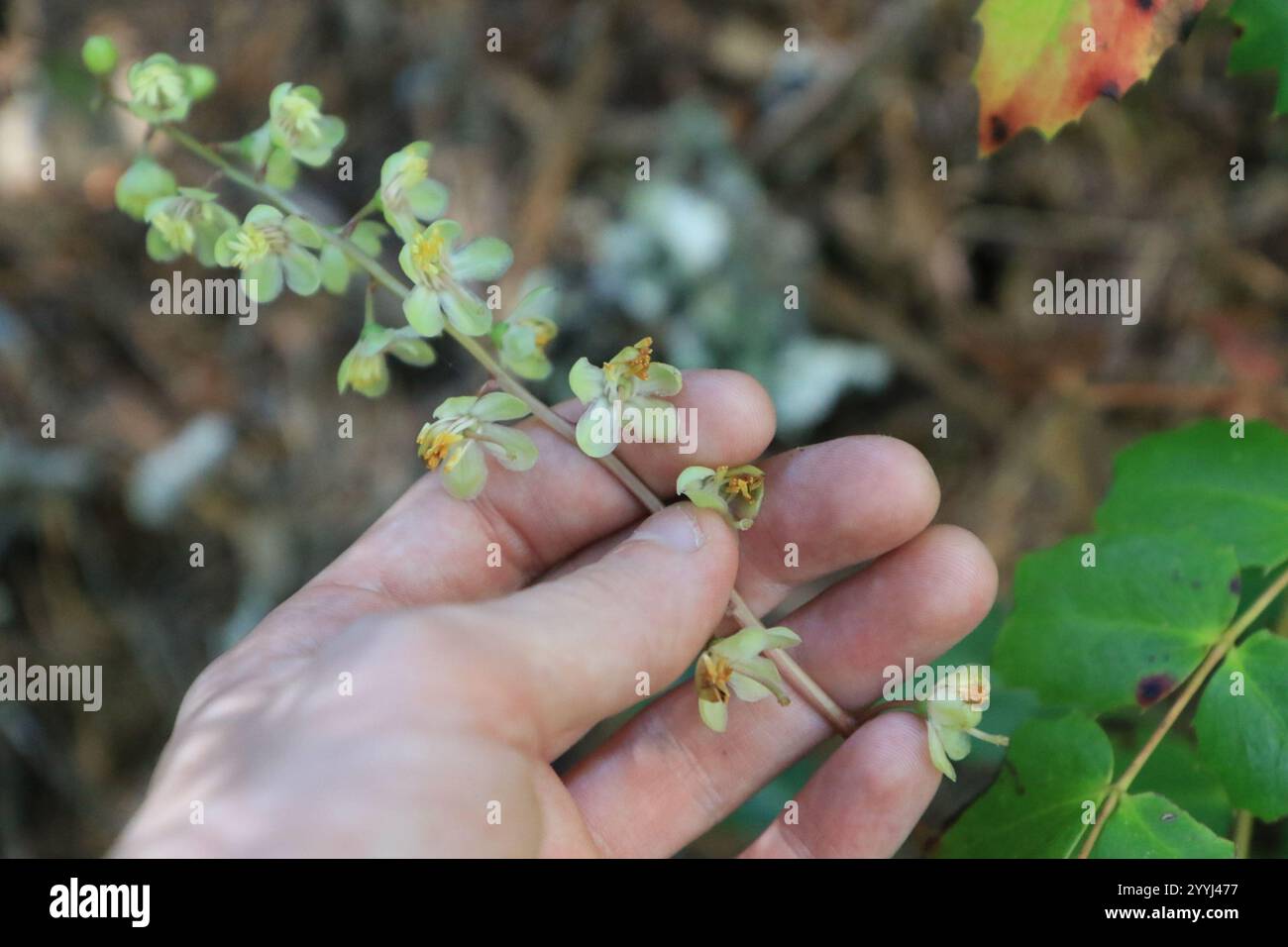 white-veined wintergreen (Pyrola picta Stock Photo - Alamy