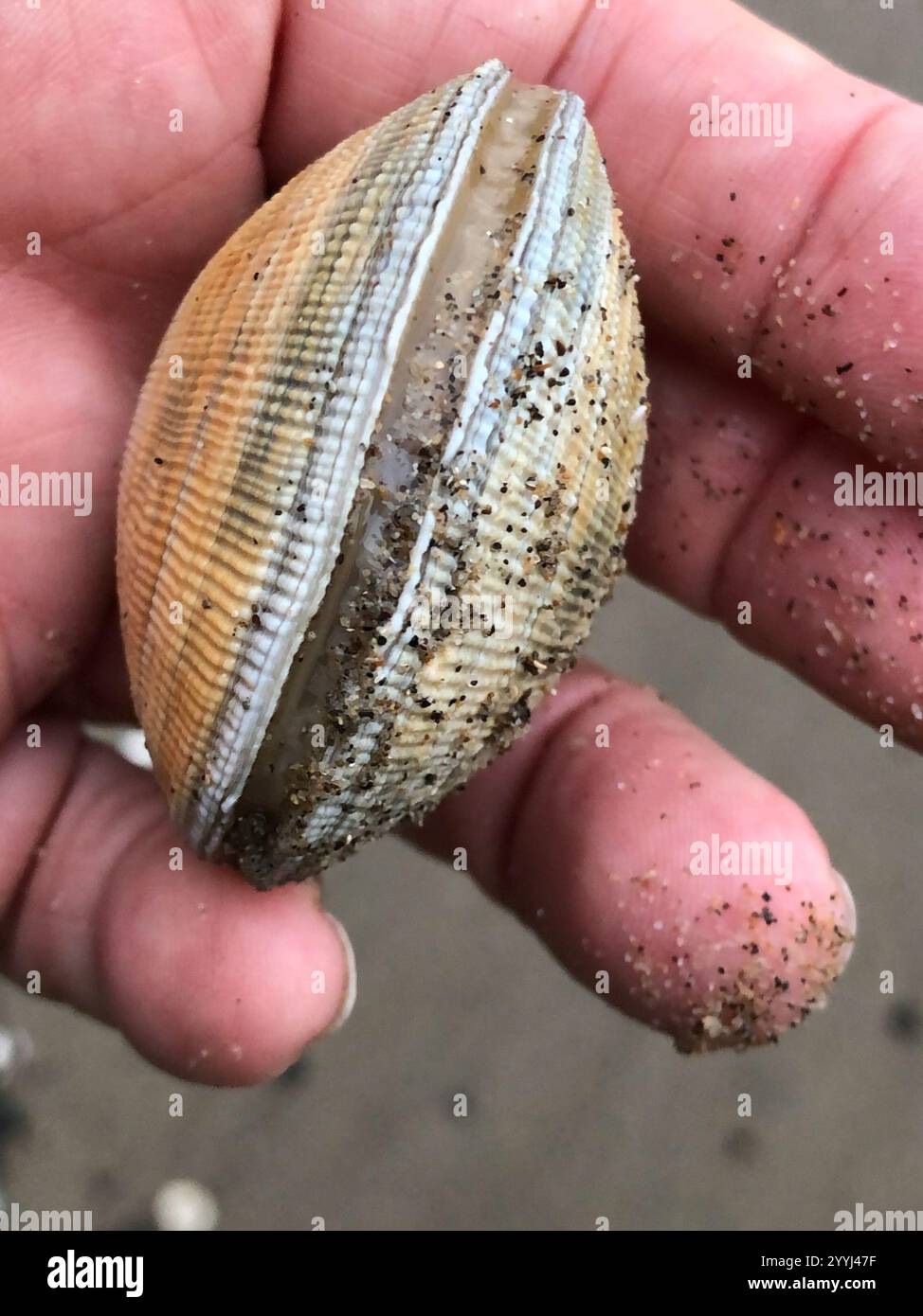 Pacific Littleneck Clam (Leukoma staminea Stock Photo - Alamy