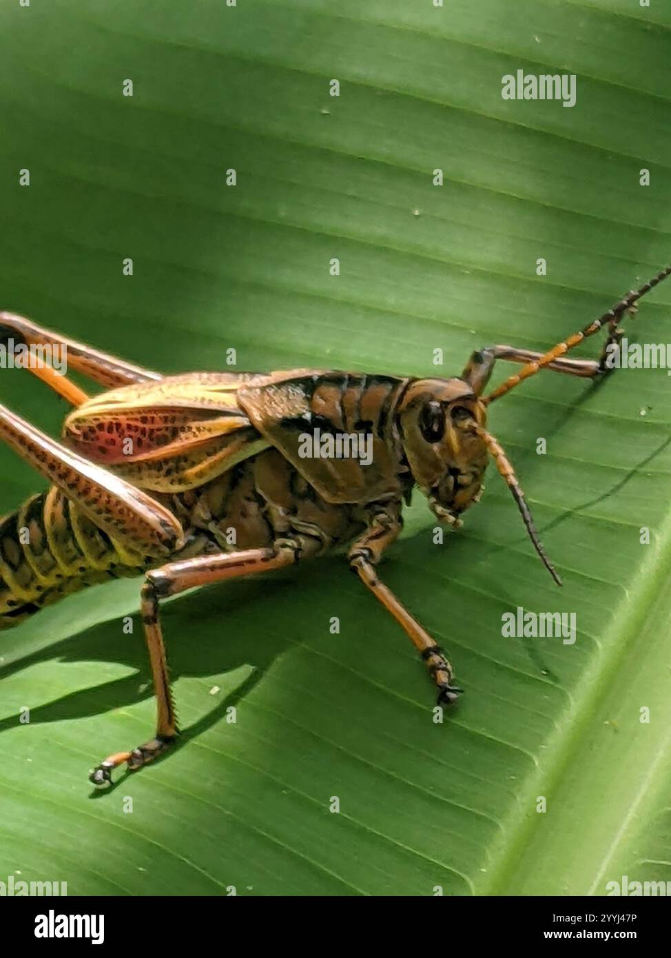 Eastern Lubber Grasshopper (Romalea microptera Stock Photo - Alamy