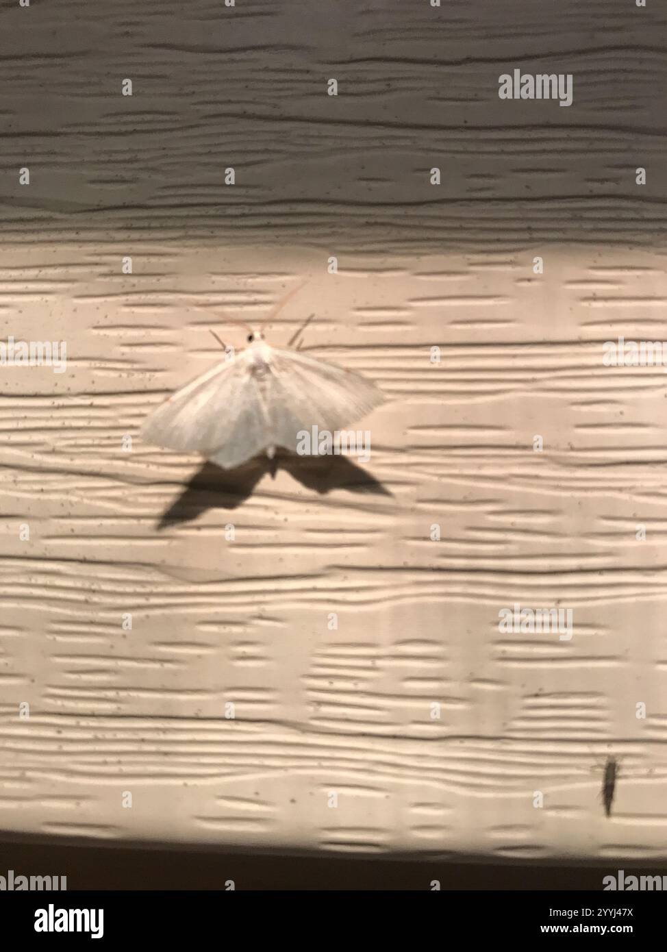 Lesser Maple Spanworm Moth (Macaria pustularia Stock Photo - Alamy