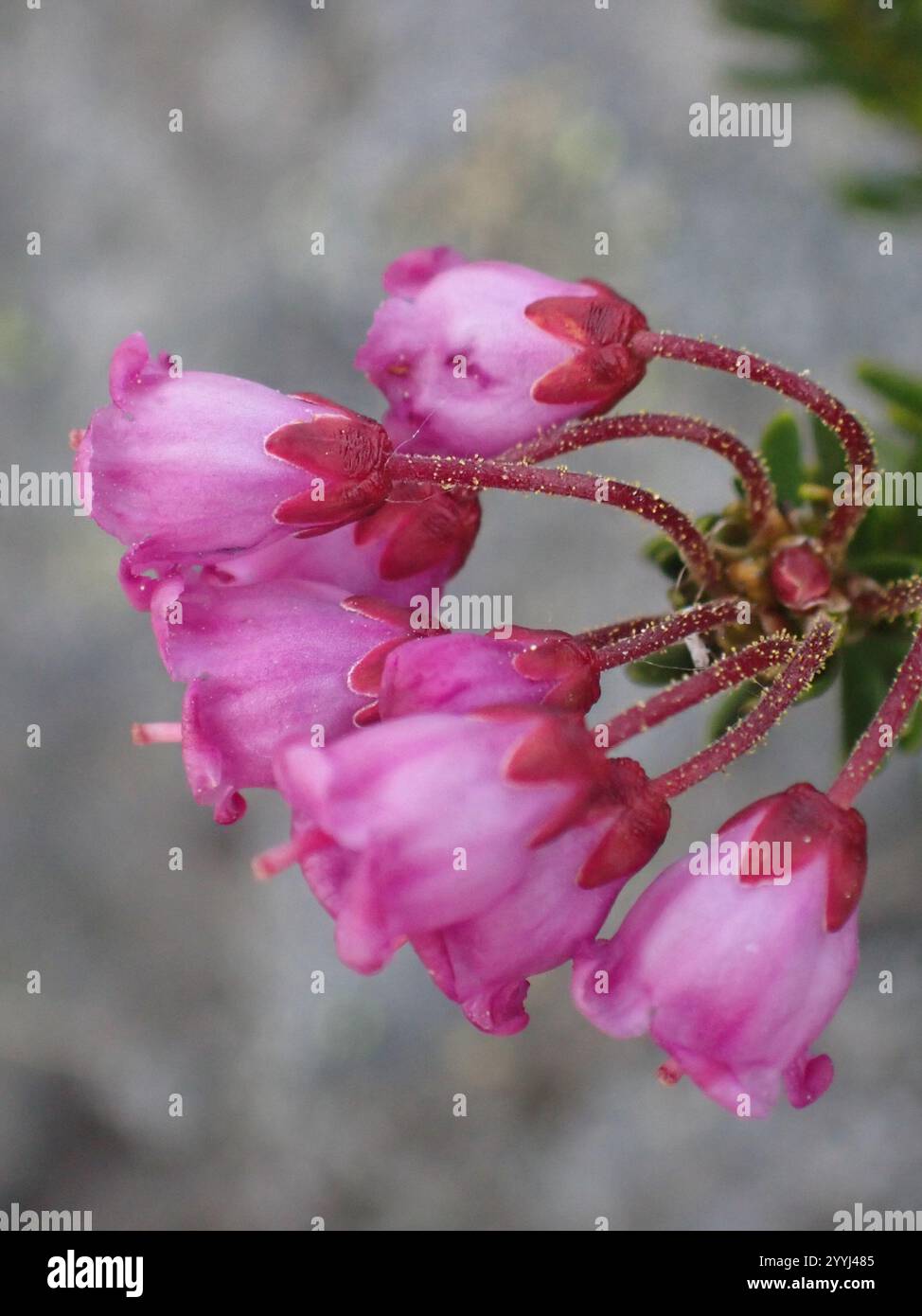 pink mountainheath (Phyllodoce empetriformis Stock Photo - Alamy