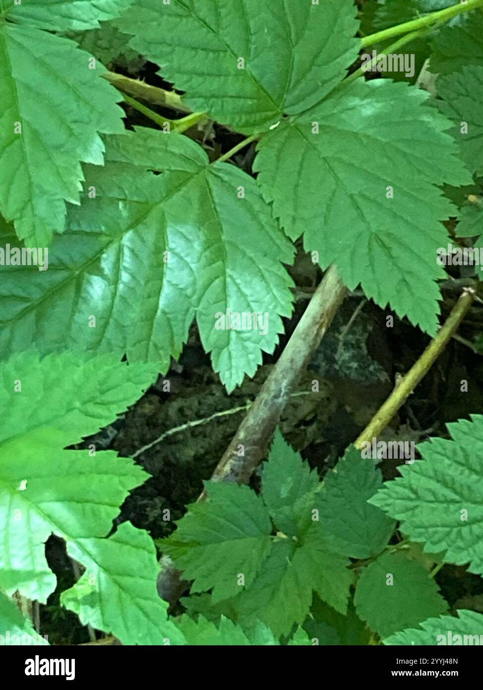 Western Toad (Anaxyrus boreas Stock Photo - Alamy