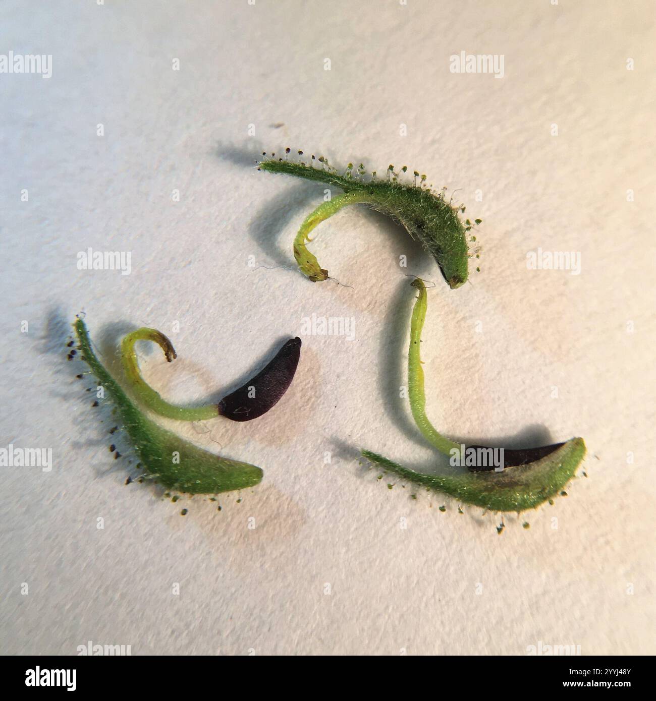 coast tarweed (Madia sativa Stock Photo - Alamy