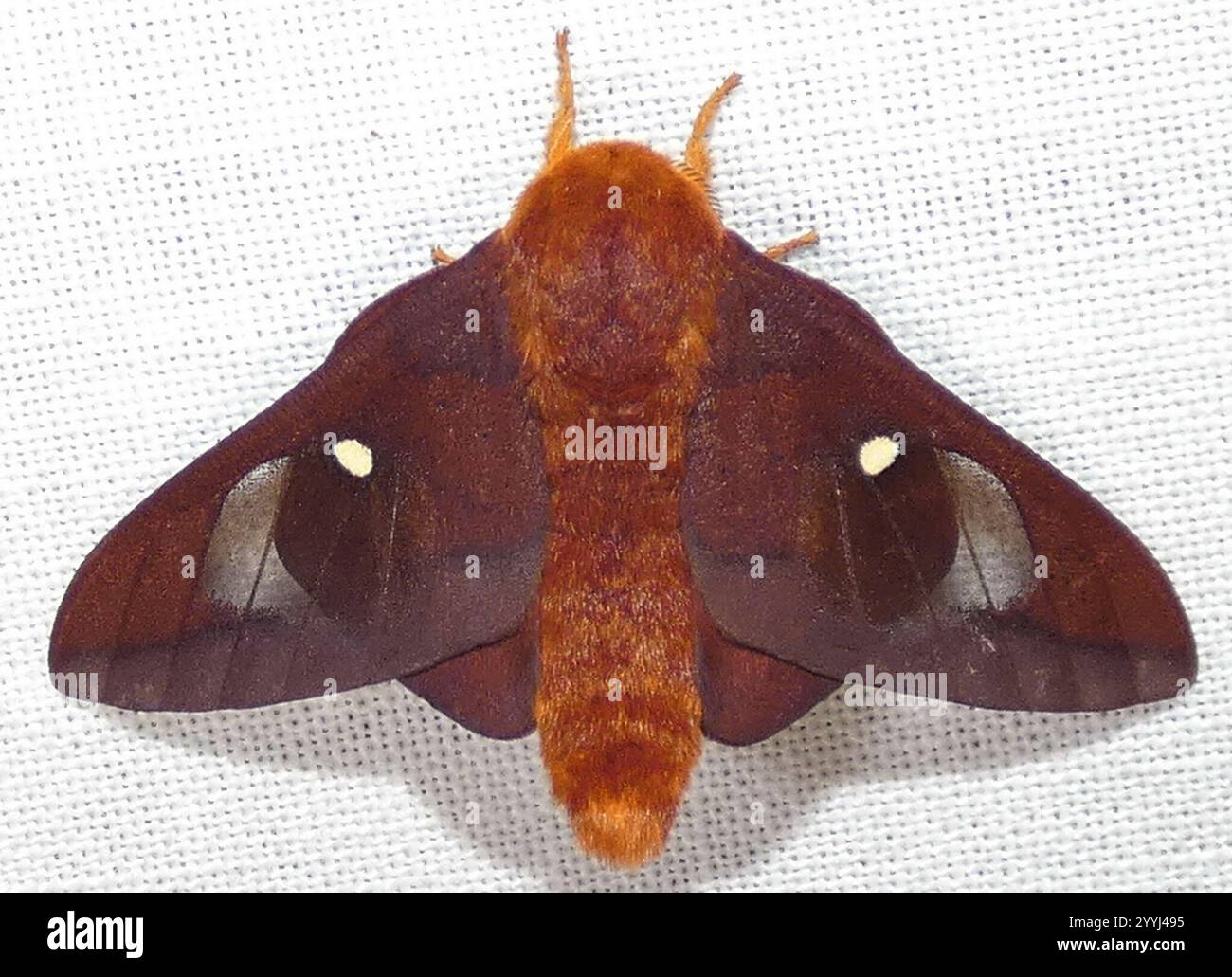 Pink striped oakworm moth hi-res stock photography and images - Alamy