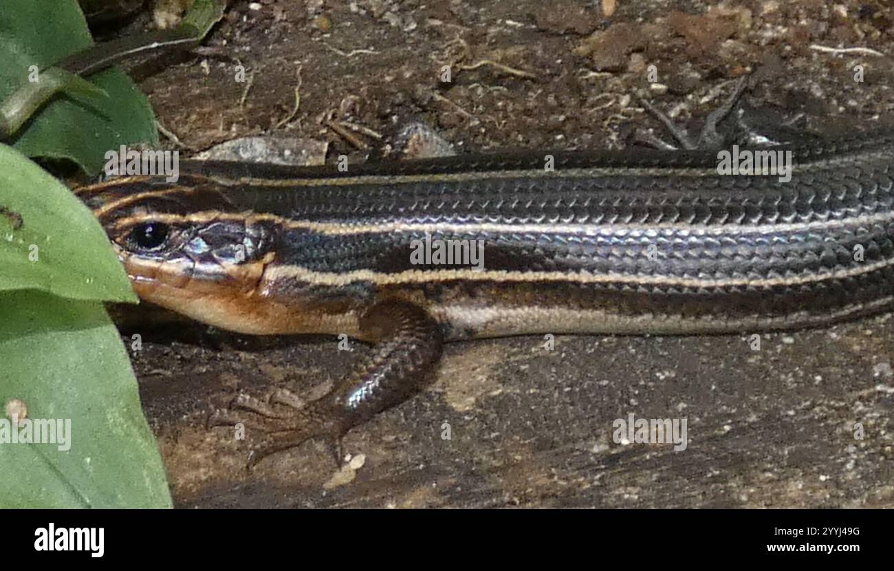 Broad-headed Skink (Plestiodon laticeps Stock Photo - Alamy