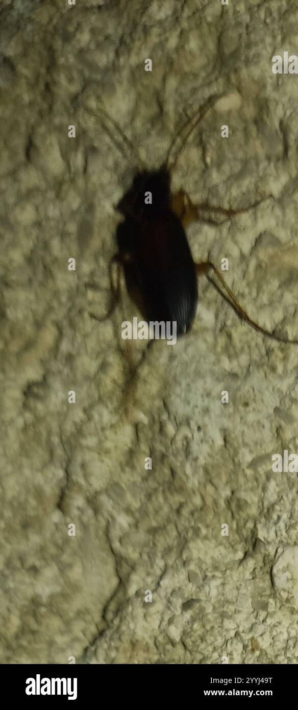 Strawberry Seed Beetle (Harpalus rufipes Stock Photo - Alamy