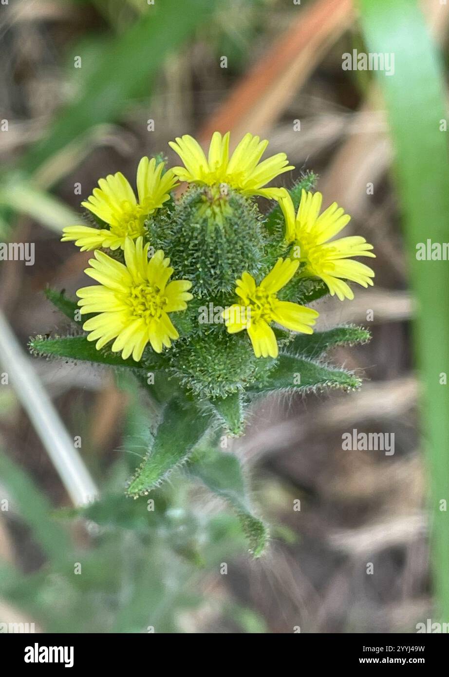 coast tarweed (Madia sativa Stock Photo - Alamy