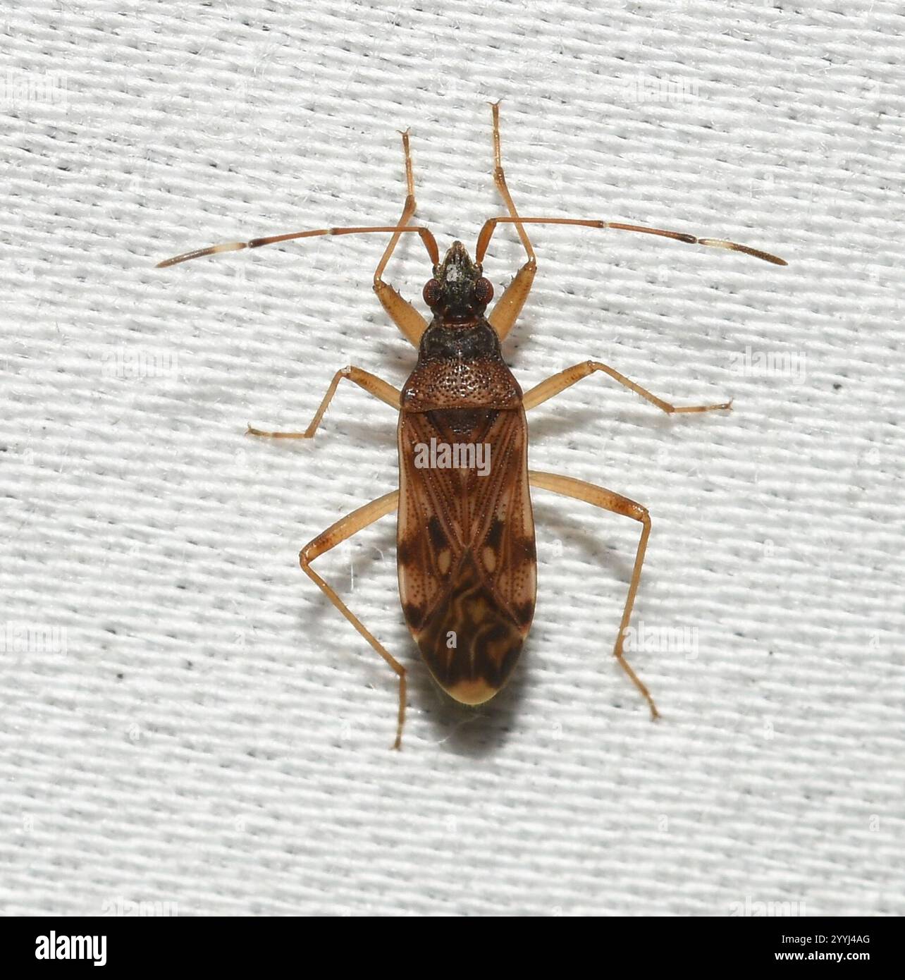 Ozophora picturata hi-res stock photography and images - Alamy