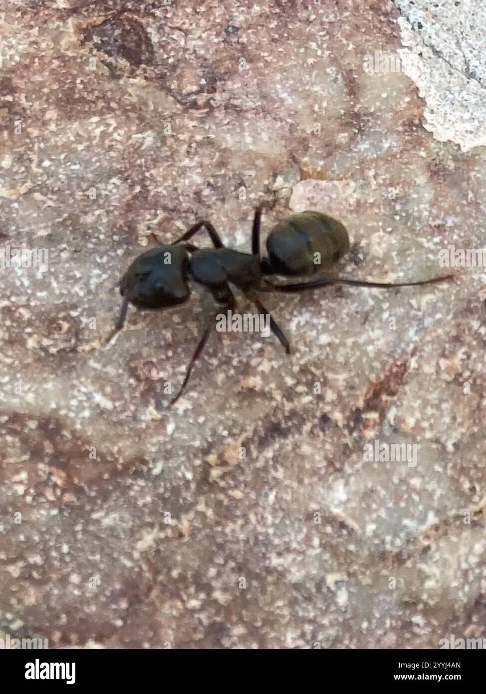 Eastern Black Carpenter Ant (Camponotus pennsylvanicus Stock Photo - Alamy