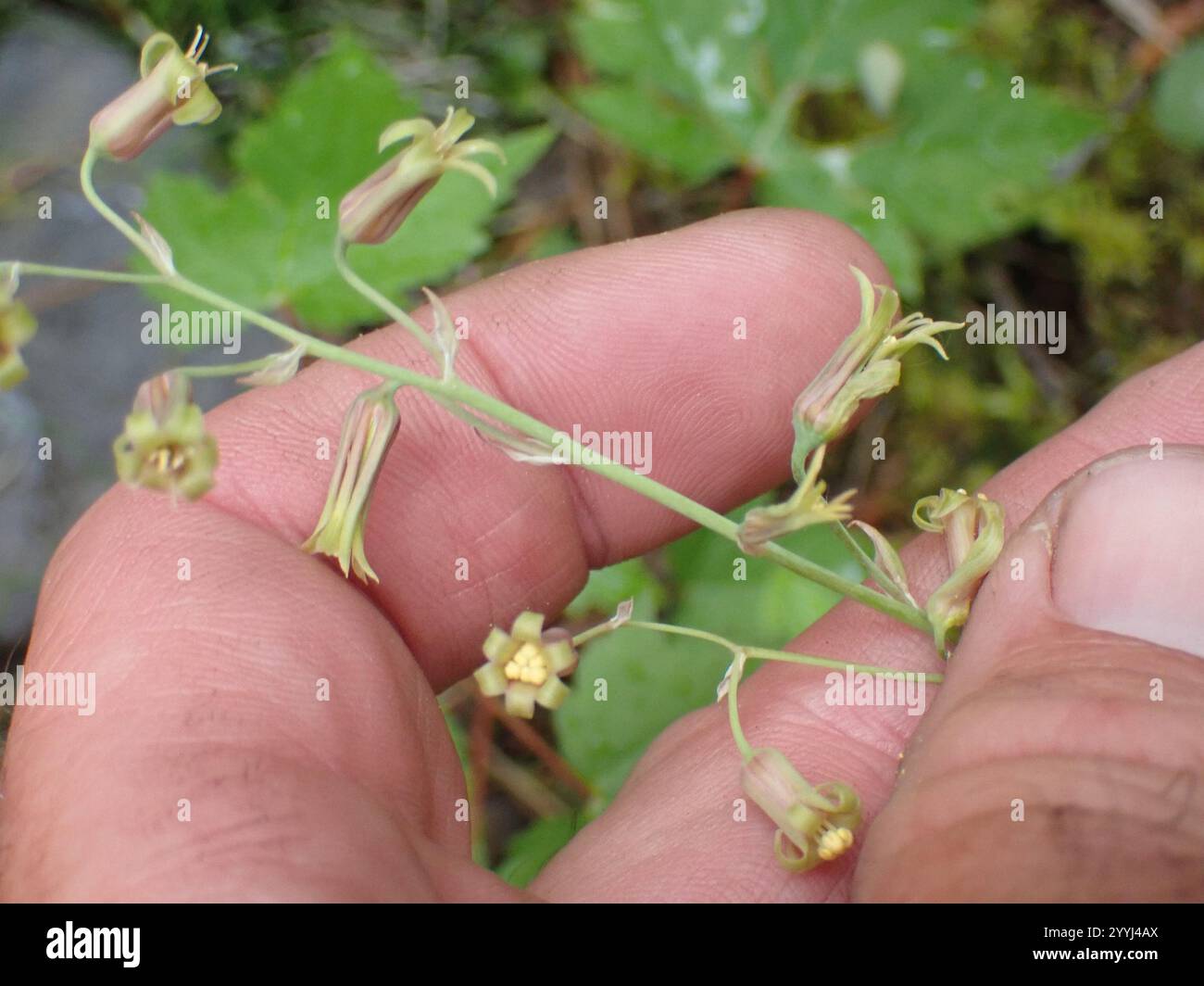 bronze-bells (Anticlea occidentalis Stock Photo - Alamy