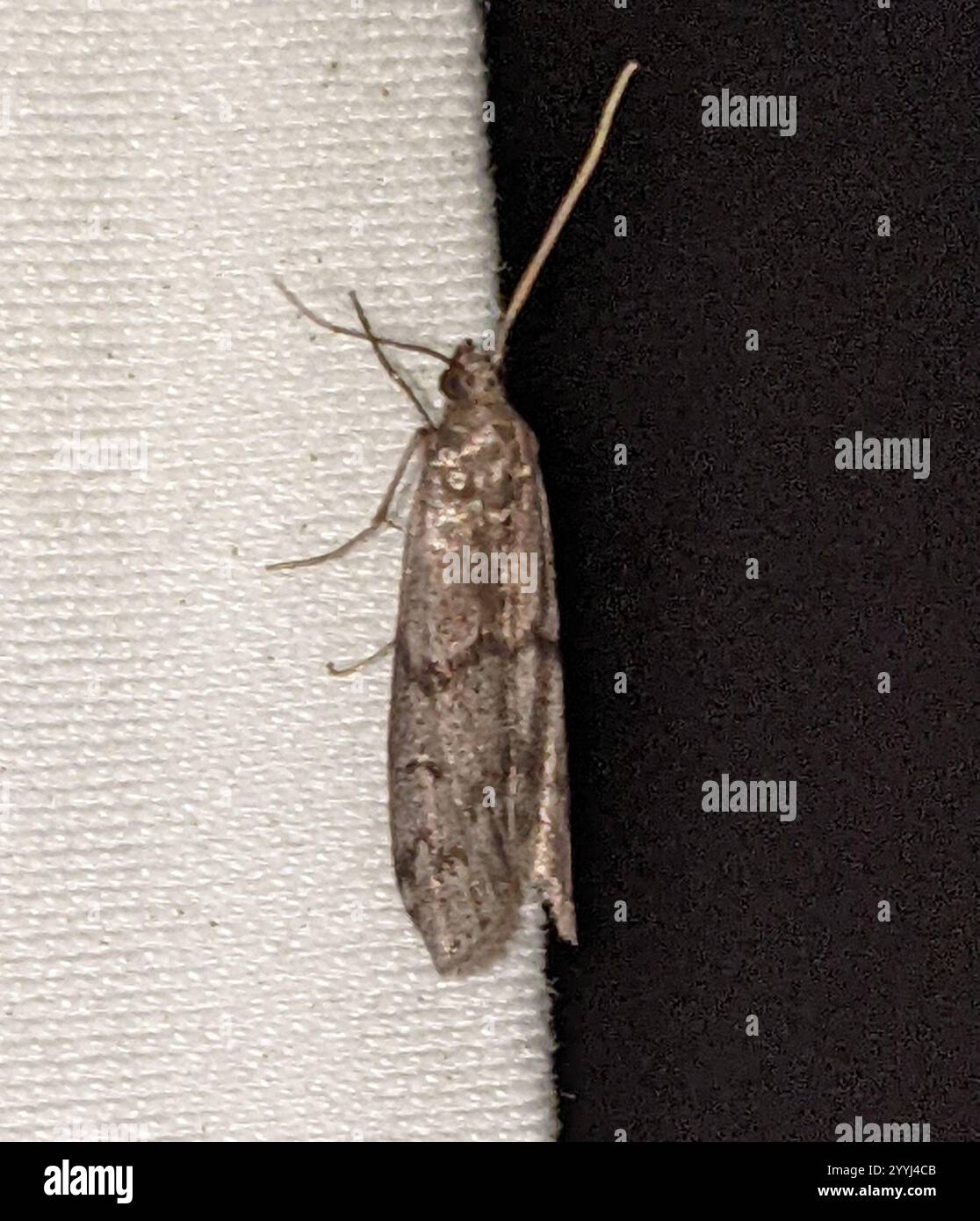 Beehive Honey Moth (Vitula serratilineella Stock Photo - Alamy