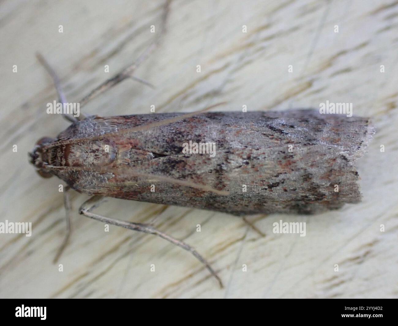Dotted Oak Knot-horn (Phycita roborella Stock Photo - Alamy