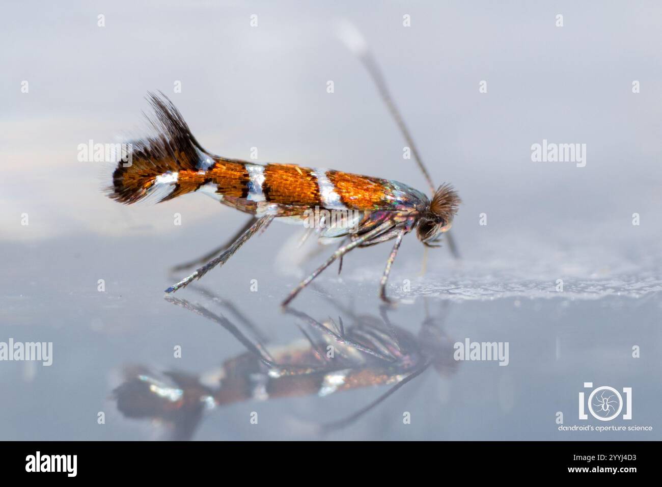 Tentiform Bean Leafminer (Porphyrosela desmodiella Stock Photo - Alamy