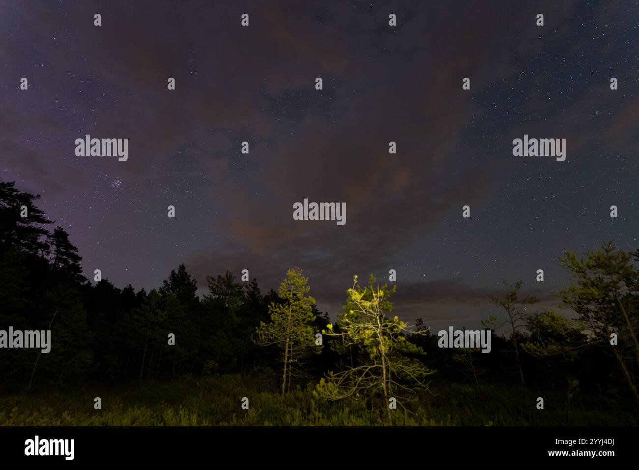 Swamp pines dark hi-res stock photography and images - Alamy