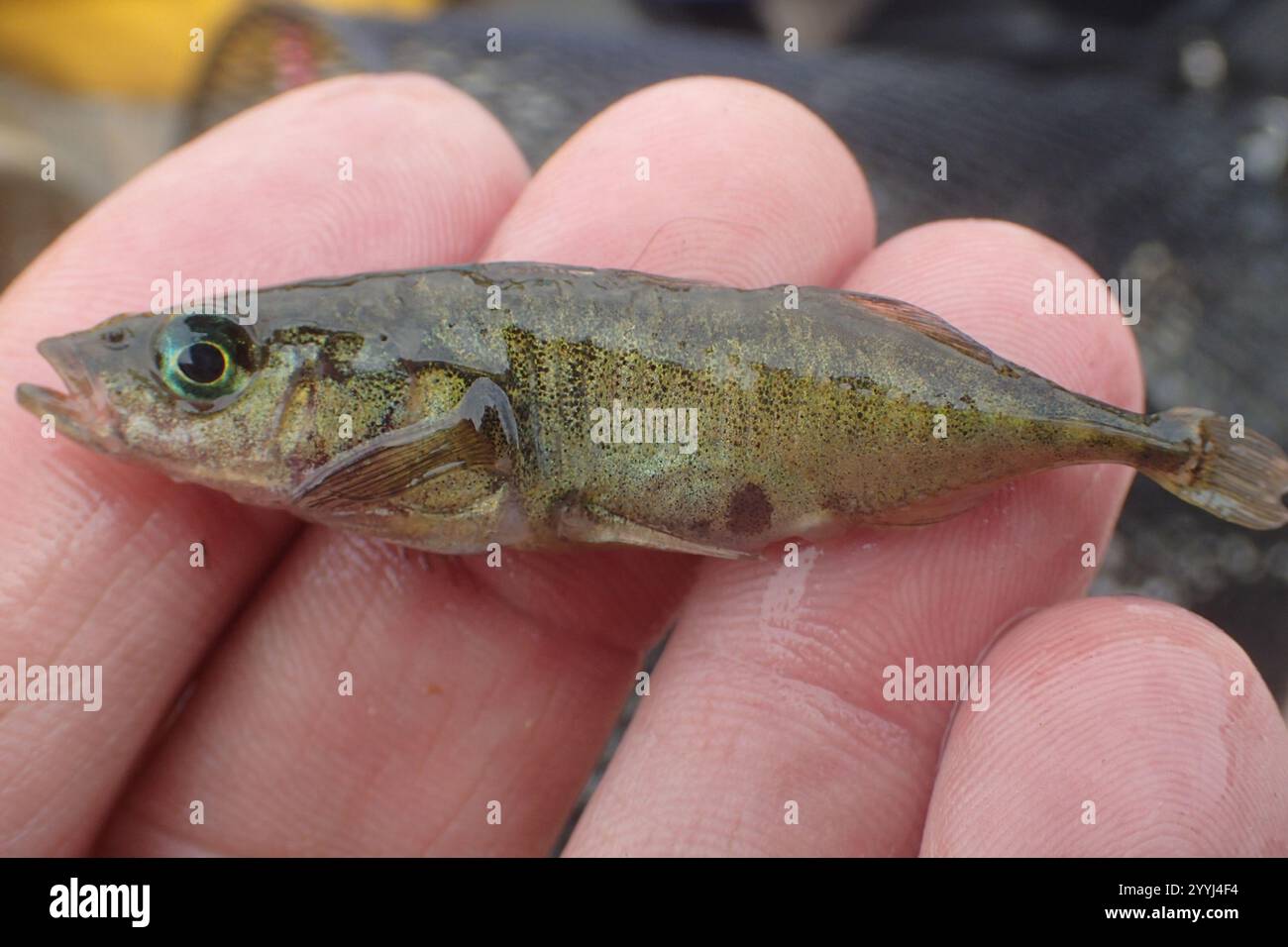 Threespine Stickleback (Gasterosteus aculeatus Stock Photo - Alamy
