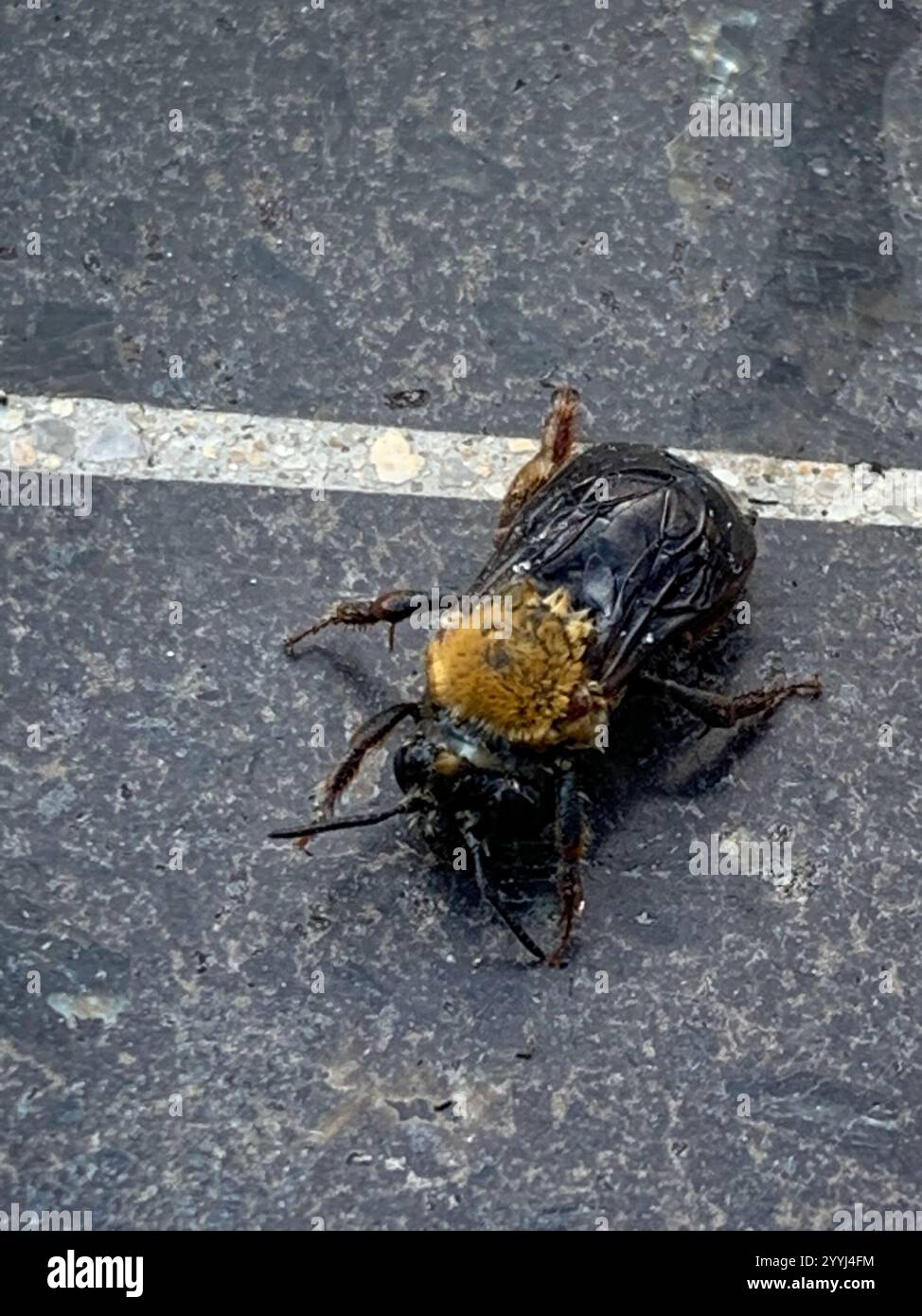 Pruinosa bee hi-res stock photography and images - Alamy
