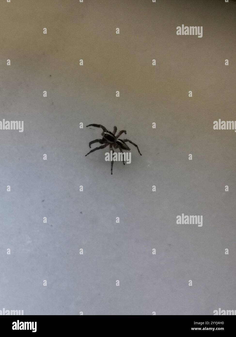 Pantropical Jumping Spider (Plexippus paykulli Stock Photo - Alamy