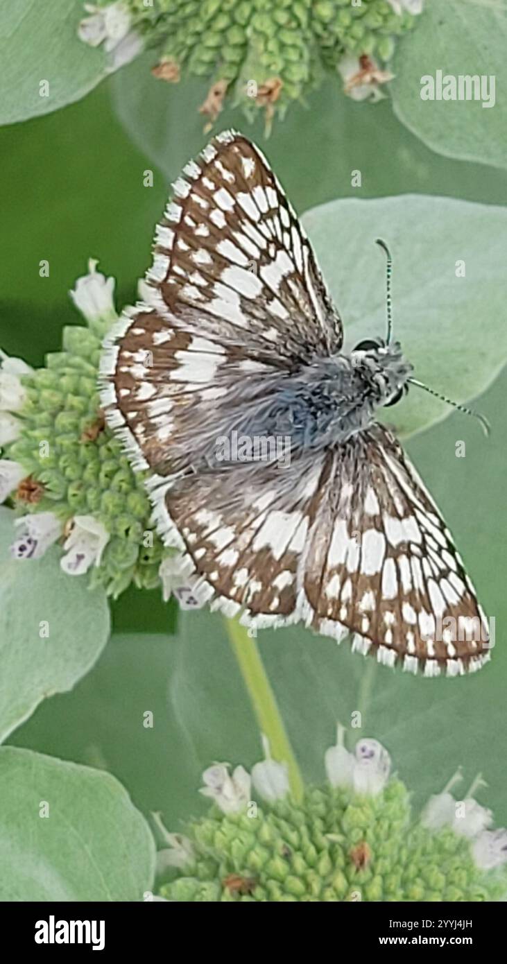 New World Checkered-Skippers (Burnsius Stock Photo - Alamy