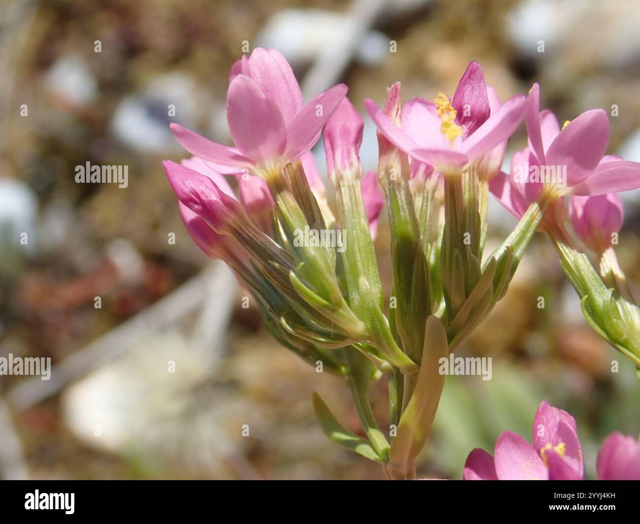 Common centaury (Centaurium erythraea Stock Photo - Alamy