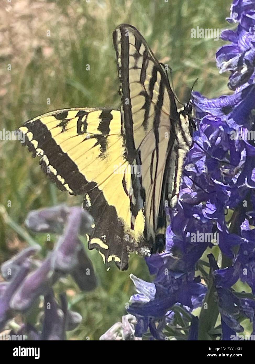 Western Tiger Swallowtail (Papilio rutulus Stock Photo - Alamy