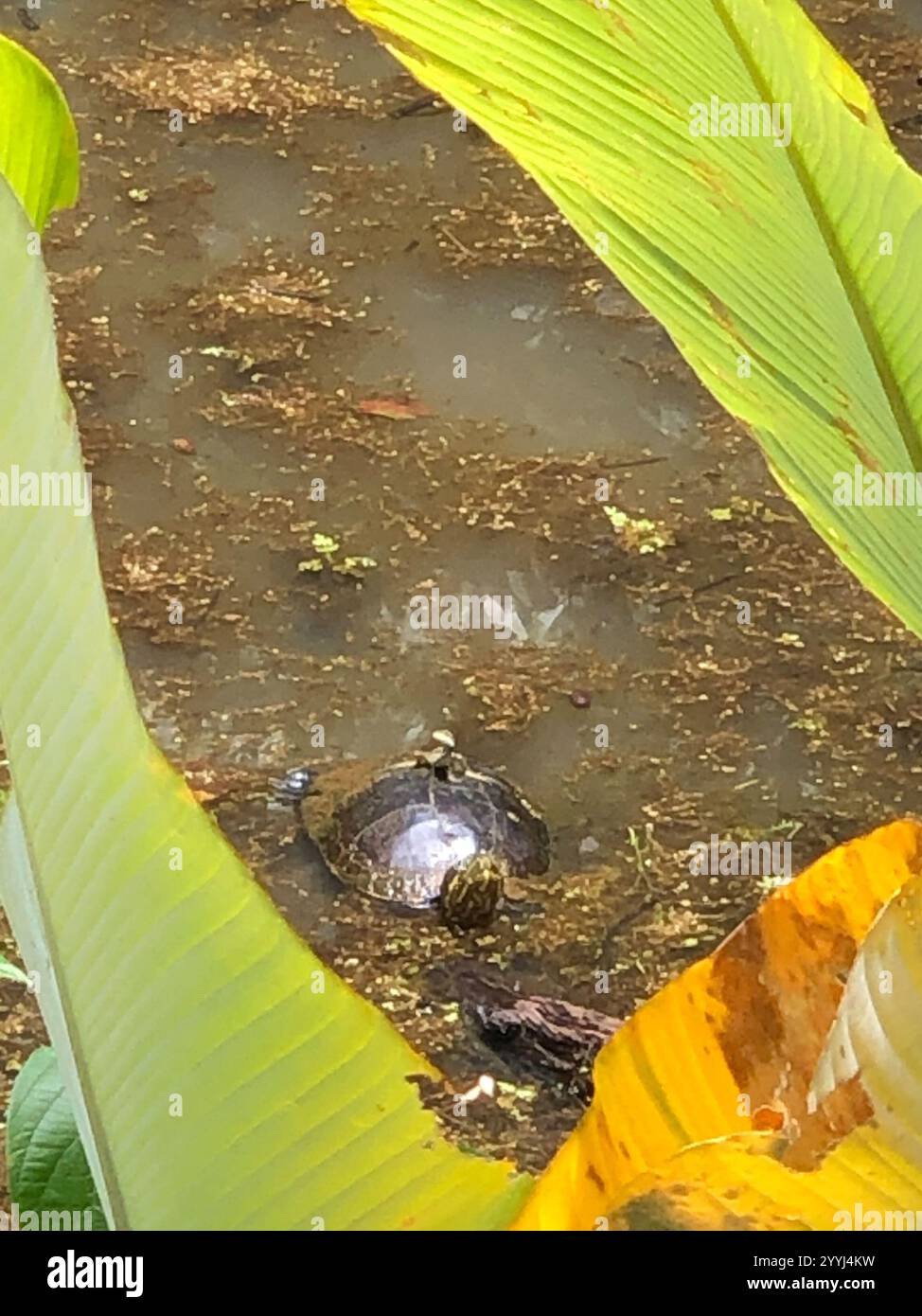 Mesoamerican Slider (Trachemys venusta Stock Photo - Alamy