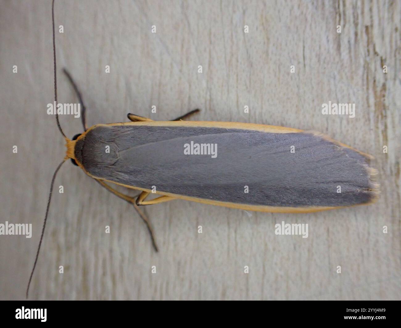 Common Footman (Eilema lurideola Stock Photo - Alamy